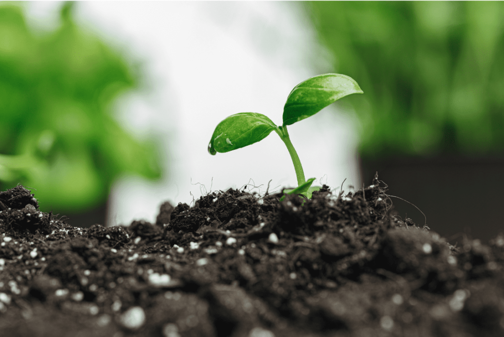 Aminoácidos nas plantas: Melhore a sua produção