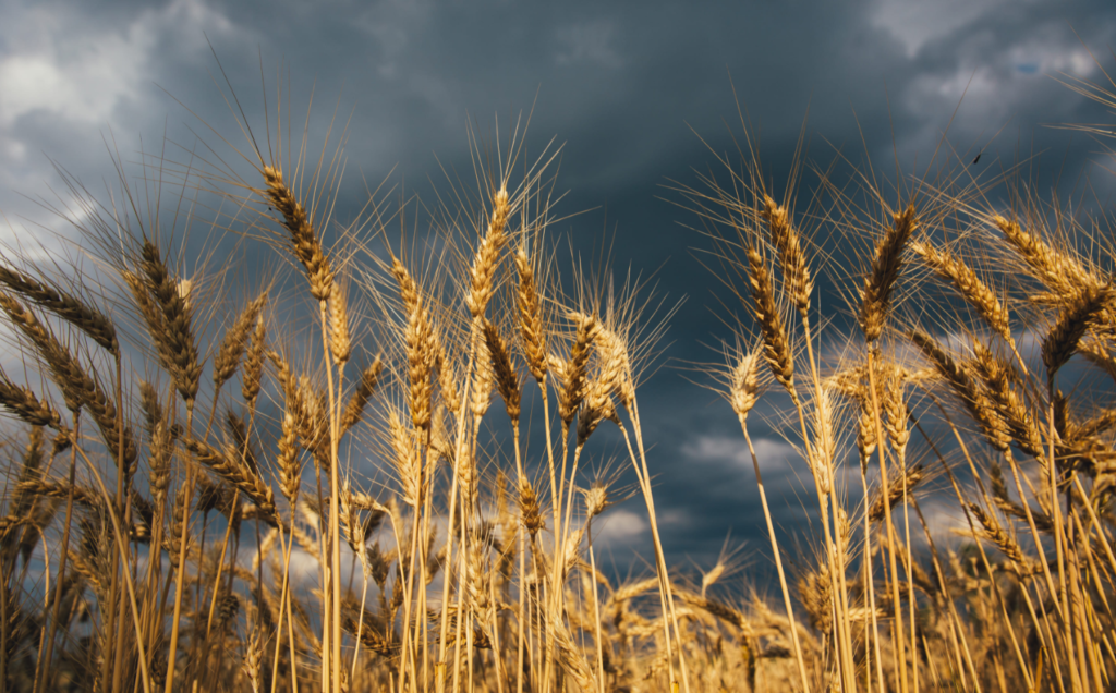 Trigo na agricultura: Saiba tudo sobre esta cultura!