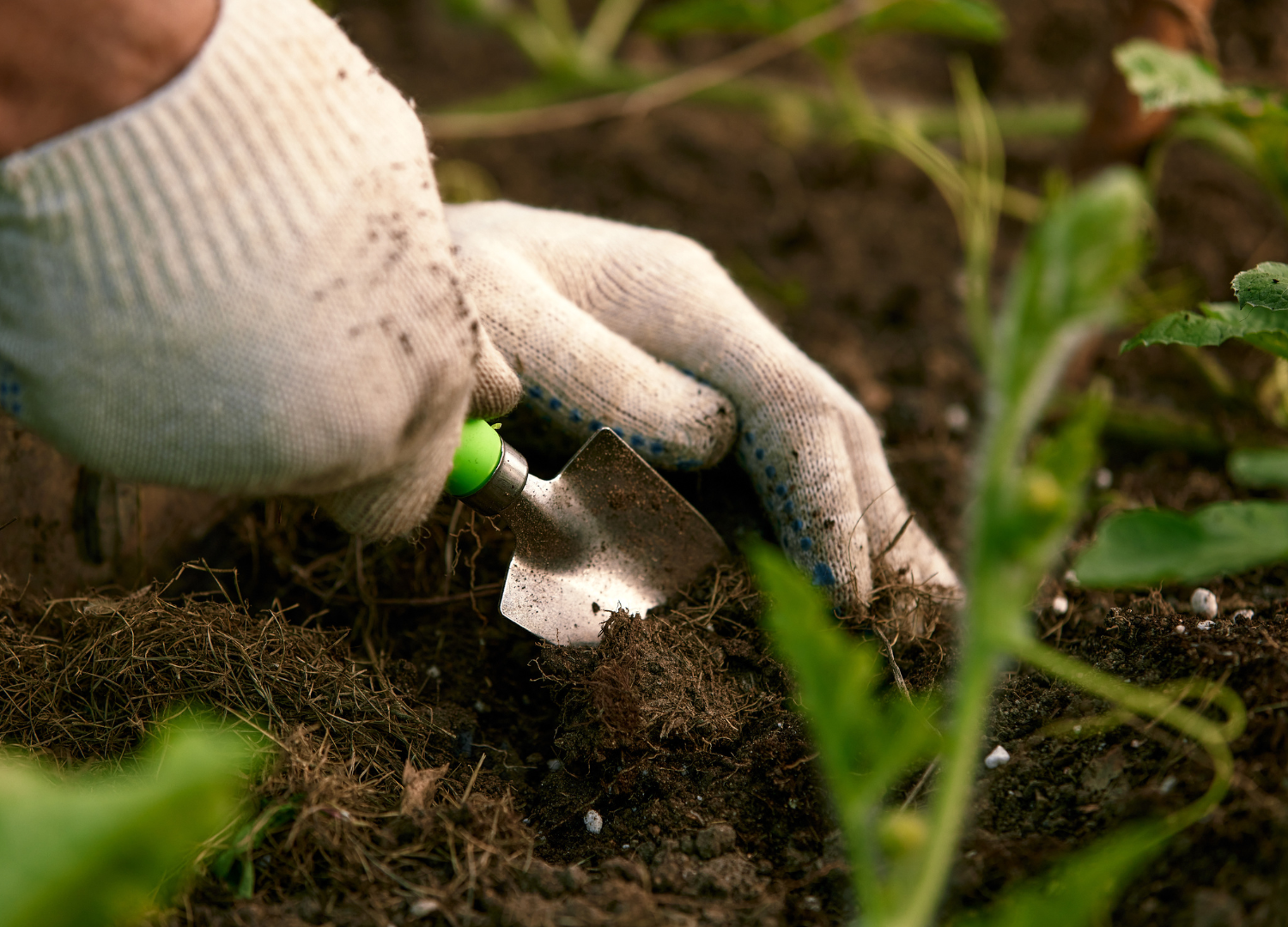 Adubação com silício: Conheça os benefícios e aplicações para a agricultura