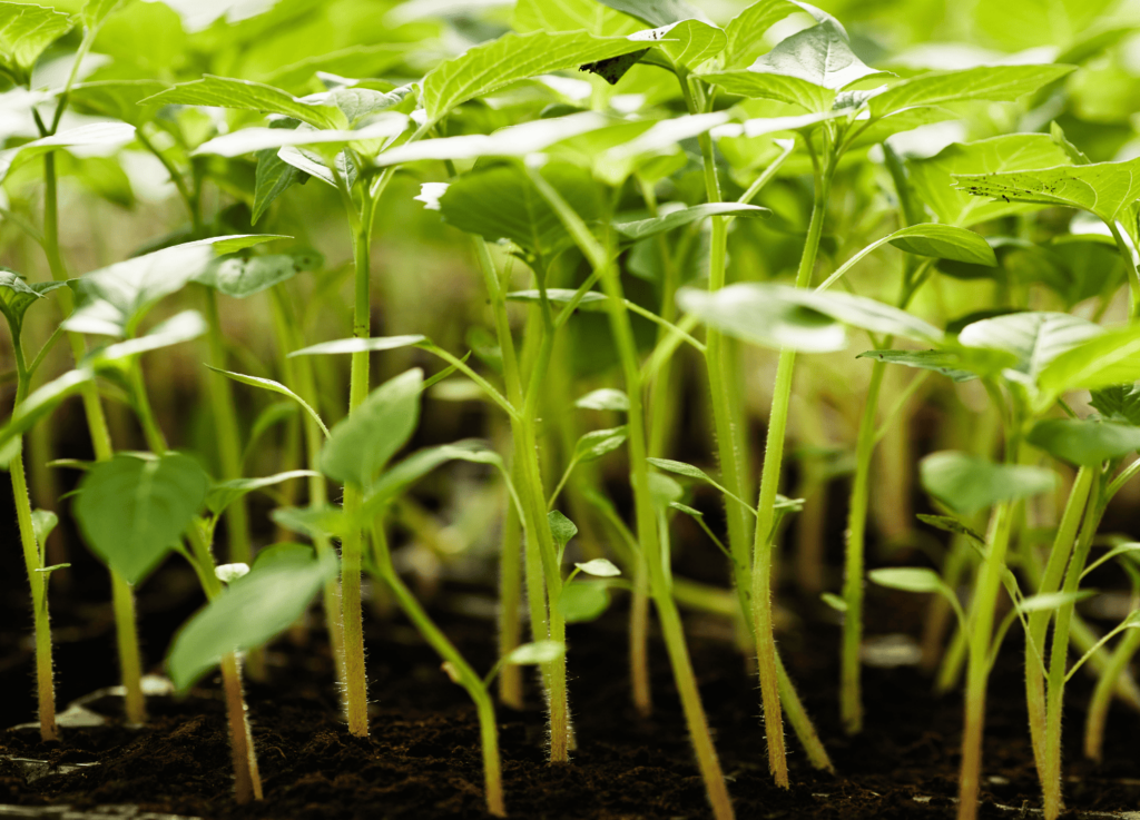 Calcário calcítico: Saiba qual é a importância e benefícios
