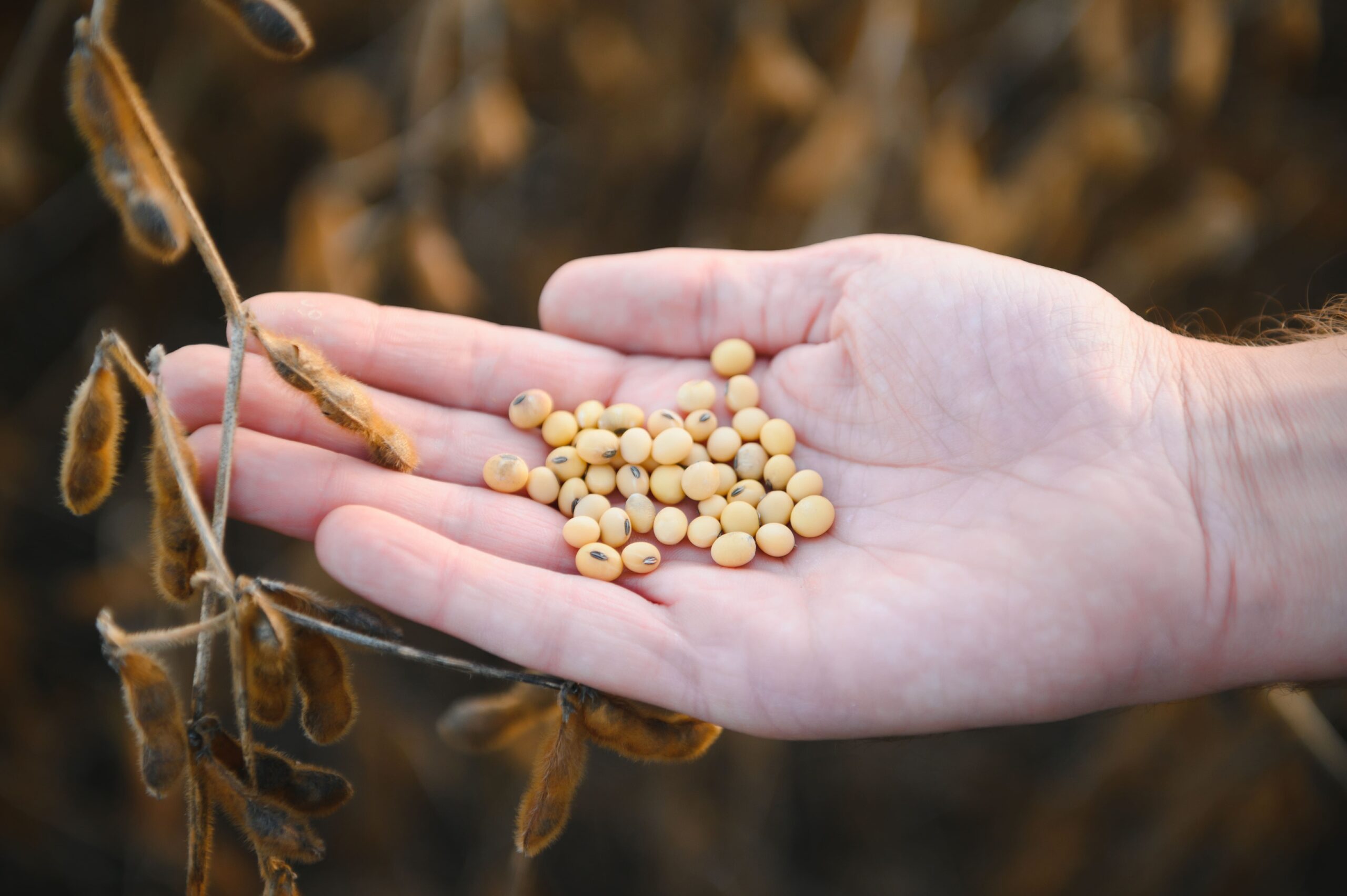 CAFIR: Entendendo o Cadastro de Imóveis Rurais – Blog da Connectere